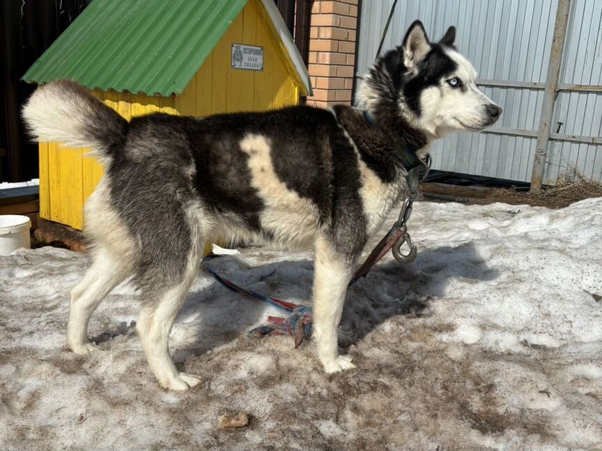 Собака хаски