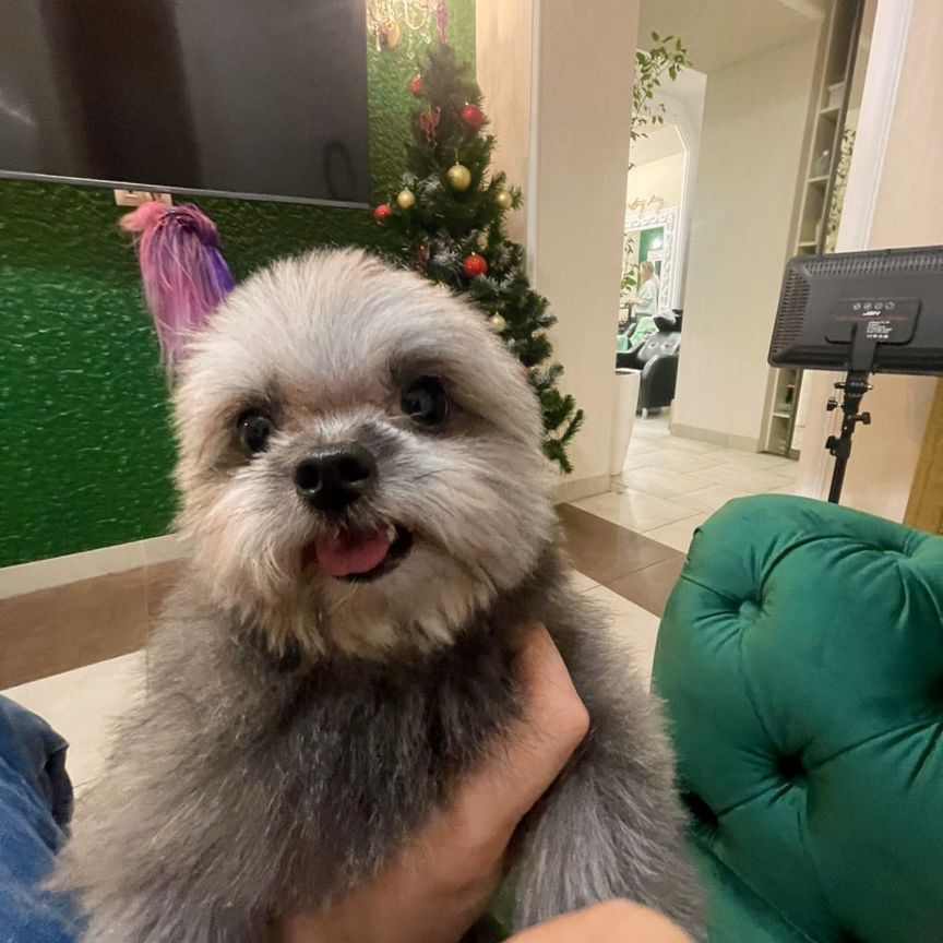 Кобель для вязки шпиц