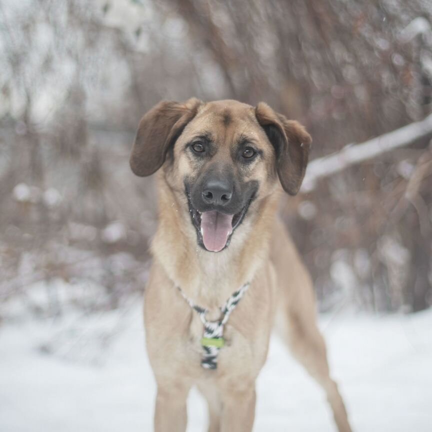 Собака Лаванда в добрые руки бесплатно