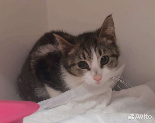 Кошка в дар