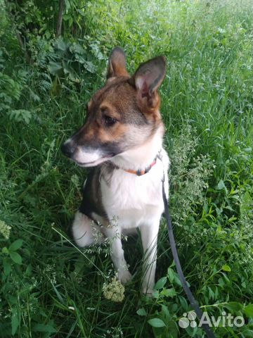 Щенок в добрые руки девочка