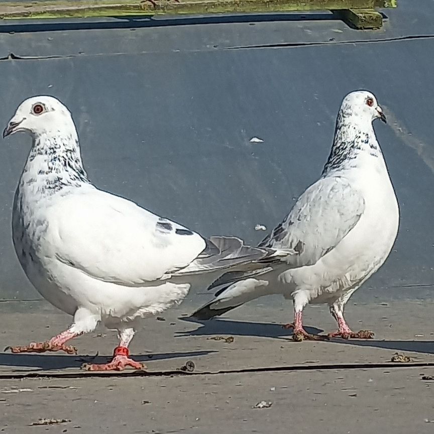 Почтовые голуби
