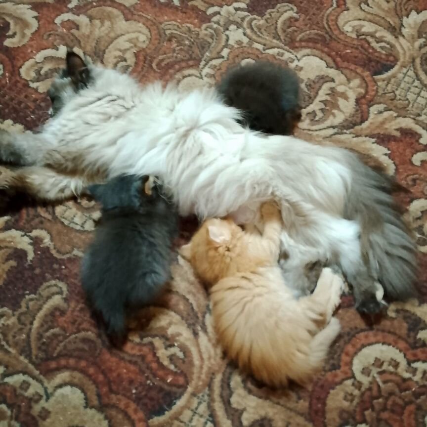Котята в добрые руки бесплатно