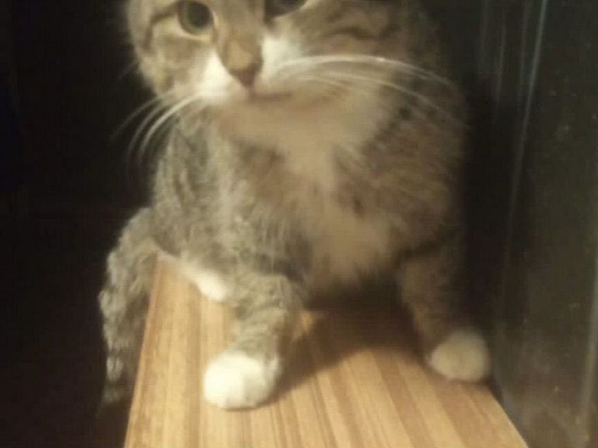 Уютный кот для души