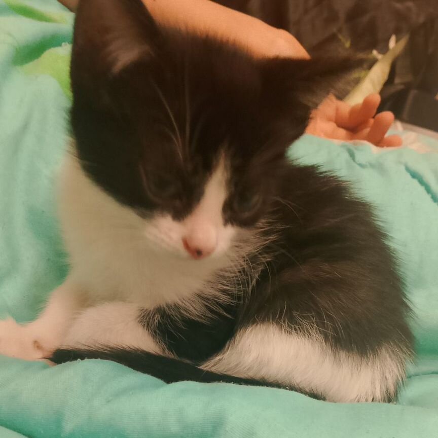 Отдам котенка в добрые руки