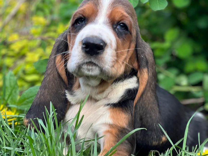 Щенки бассет хаунд девочка