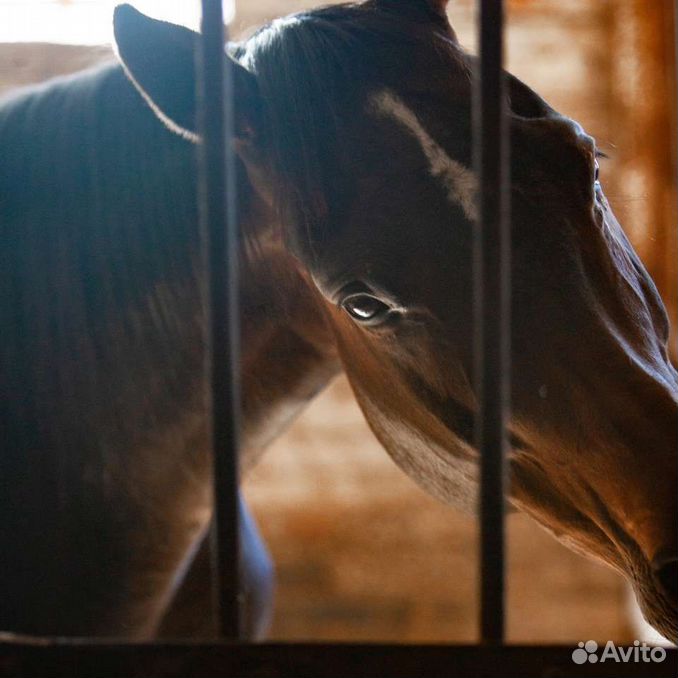 Кобыла ганноверская 2007 года