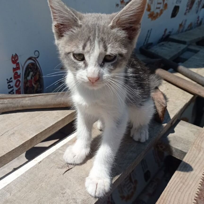 Котенок бесплатно