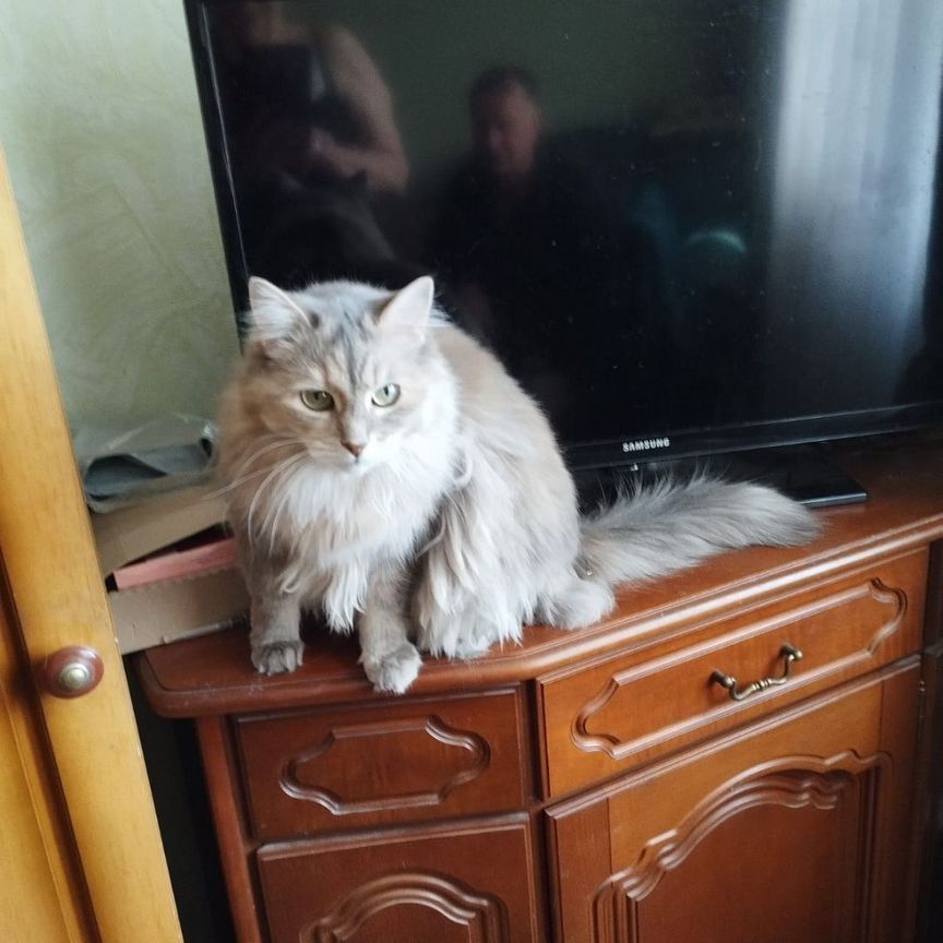 Кошка Сибирская