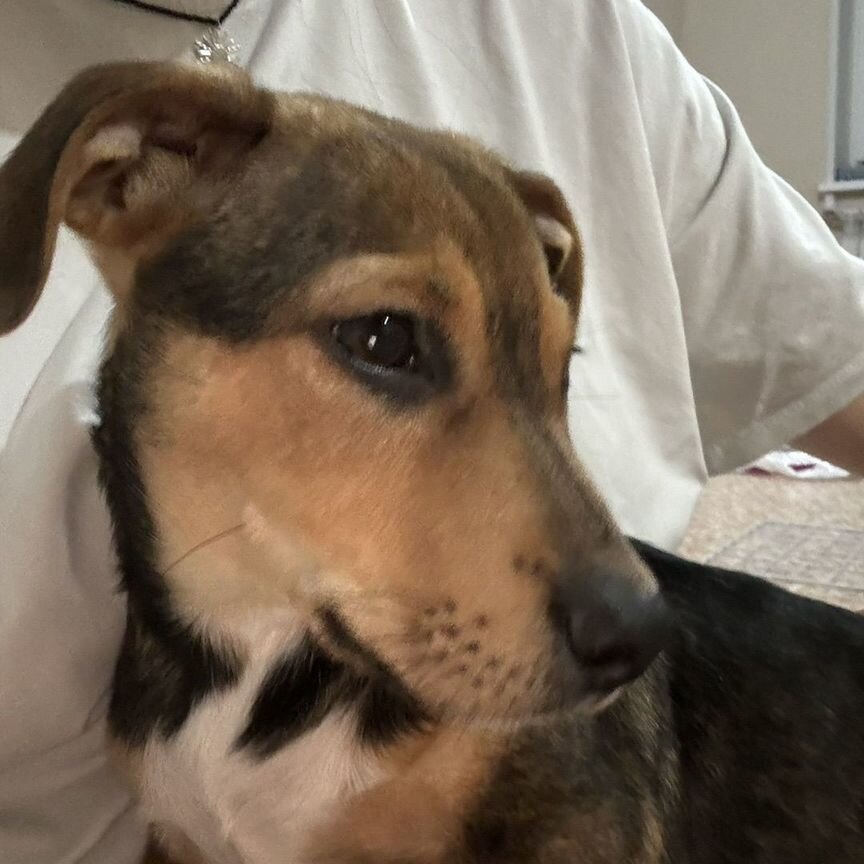 Щенок мальчик бесплатно