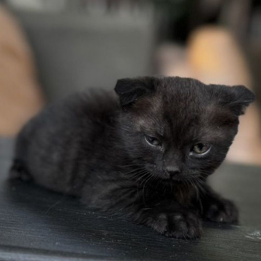 Котенок мальчик 1.5 месяца