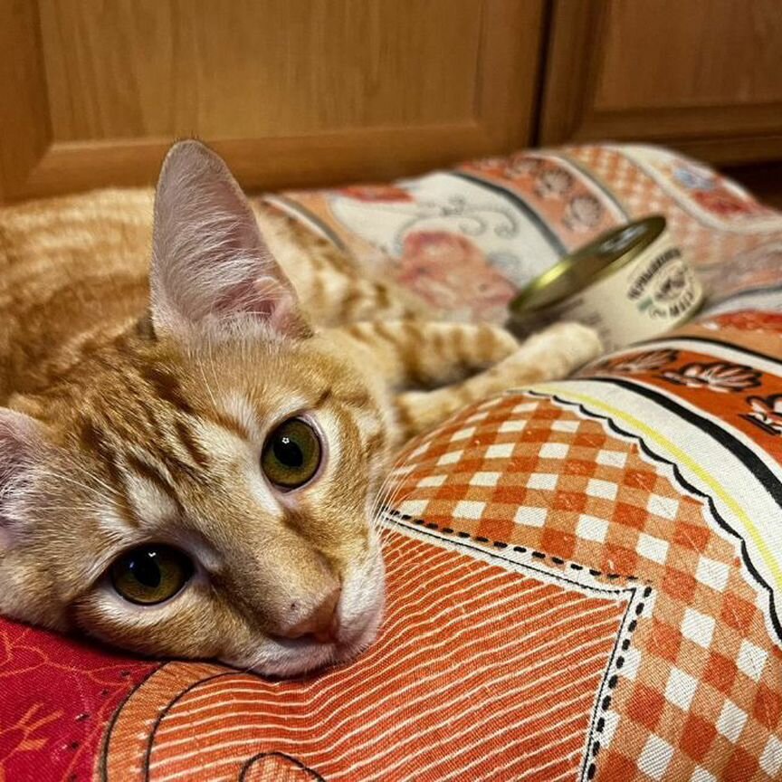 Котёнок