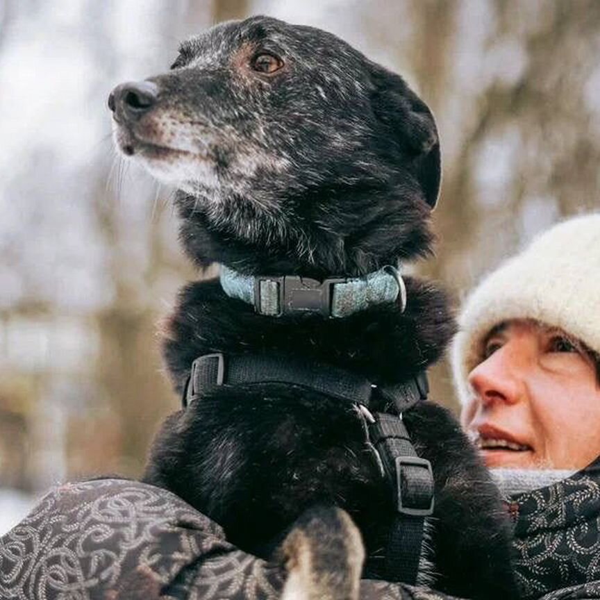 Взрослый пёс в добрые руки