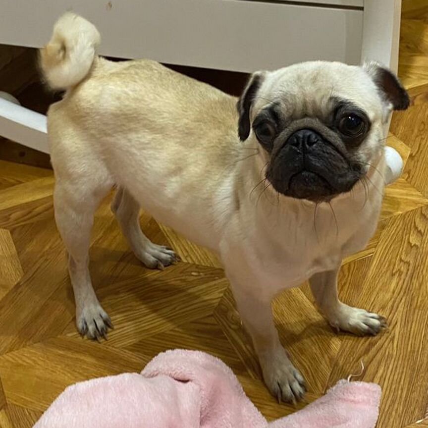 Мопс