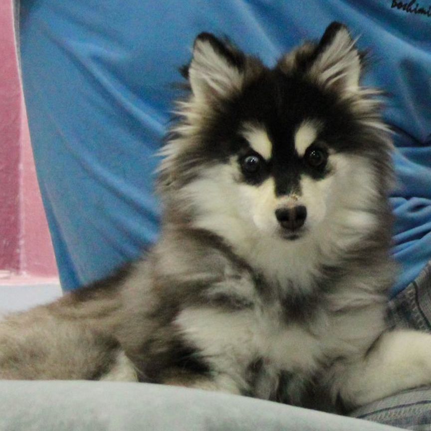 Помски, щенок