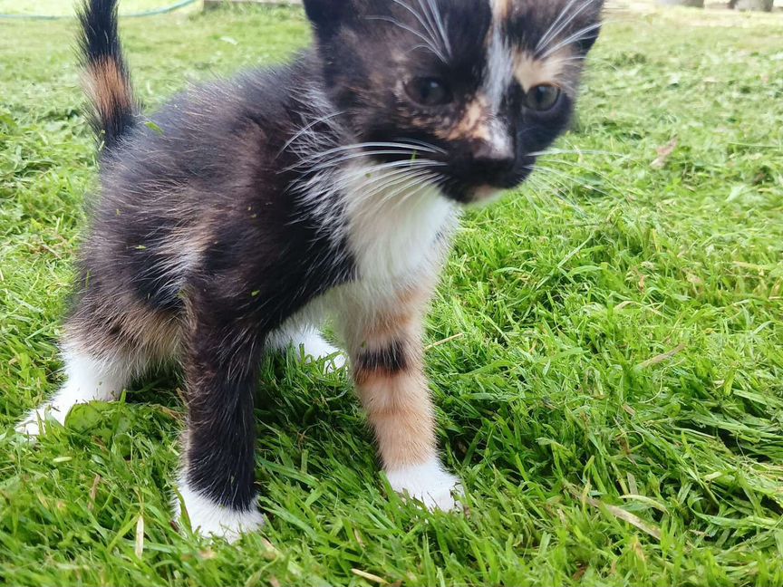 Котенок в дар бесплатно