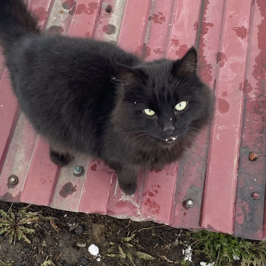 Котик