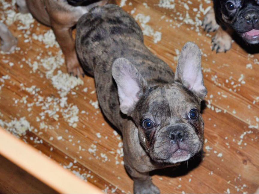 Французский бульдог мальчики 3 мес