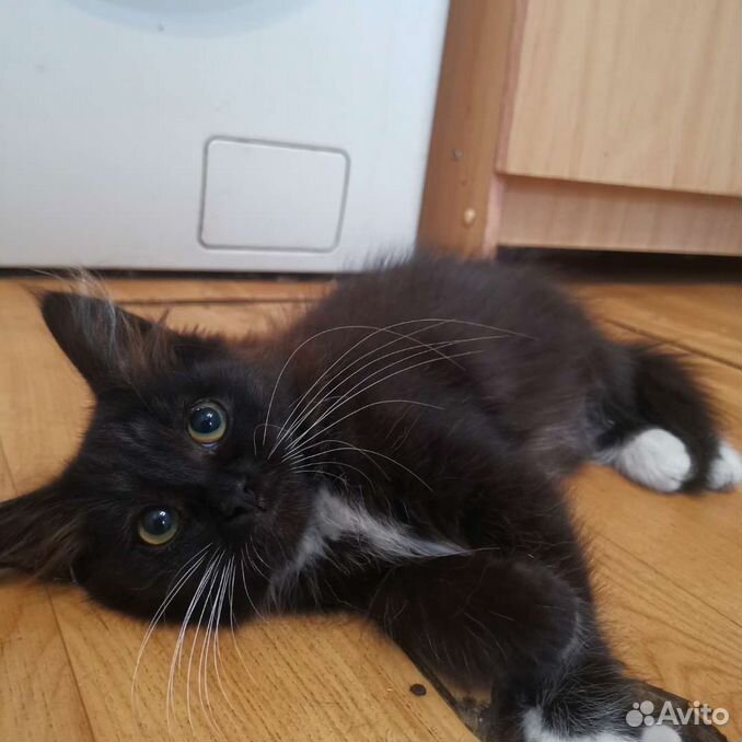 Маленькая кошечка котенок