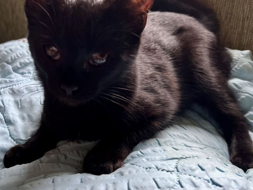 Черный котенок