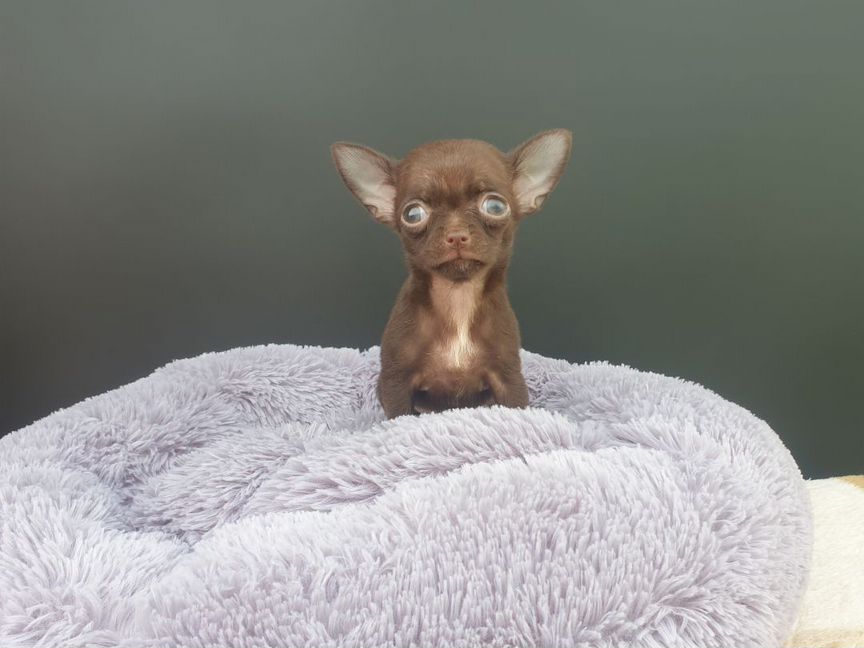 Супер Мини и Мини Шоколадные мальчики Чихуахуа