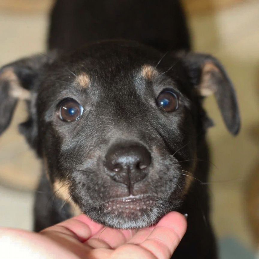 Щенок (2мес)в добрые руки бесплатно