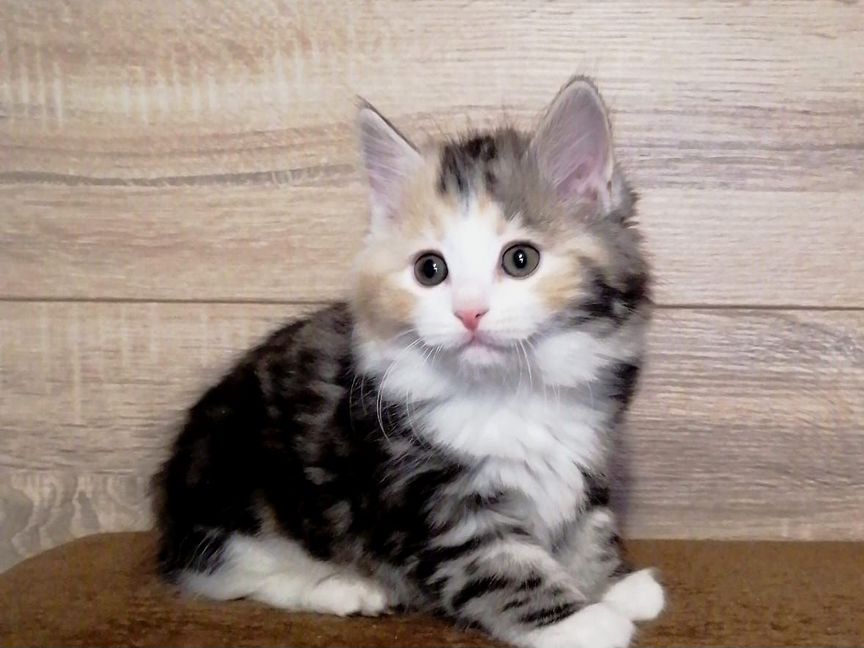 Котята Курильского бобтейла