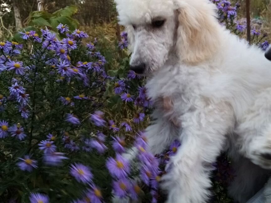 Большой пудель