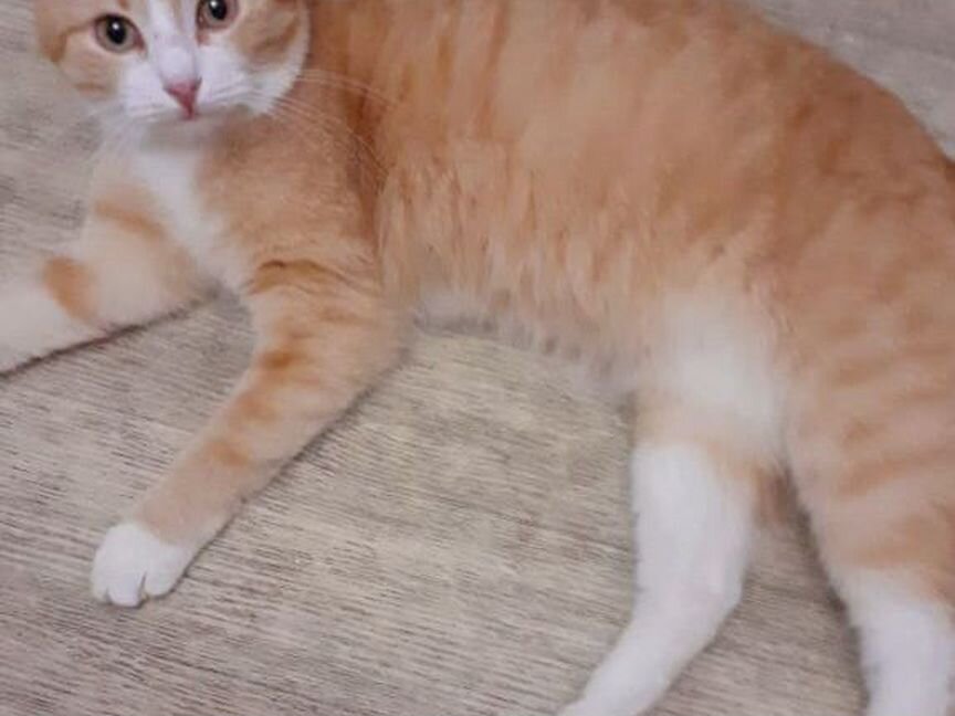 Котенок в добрые руки бесплатно