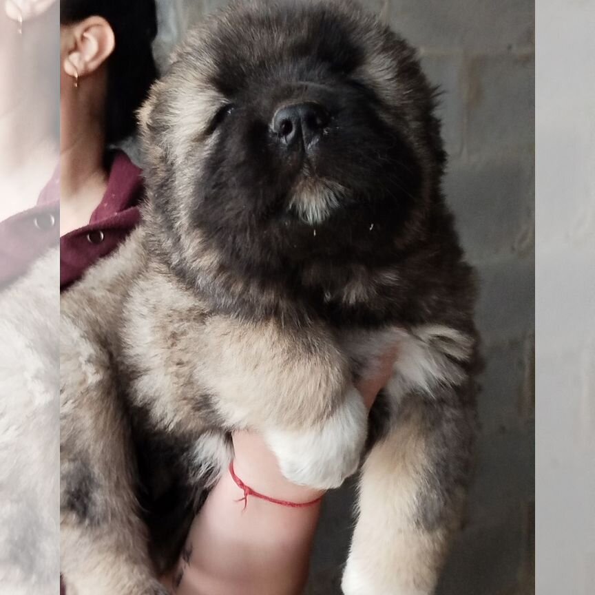 Кавказская овчарка, щенок