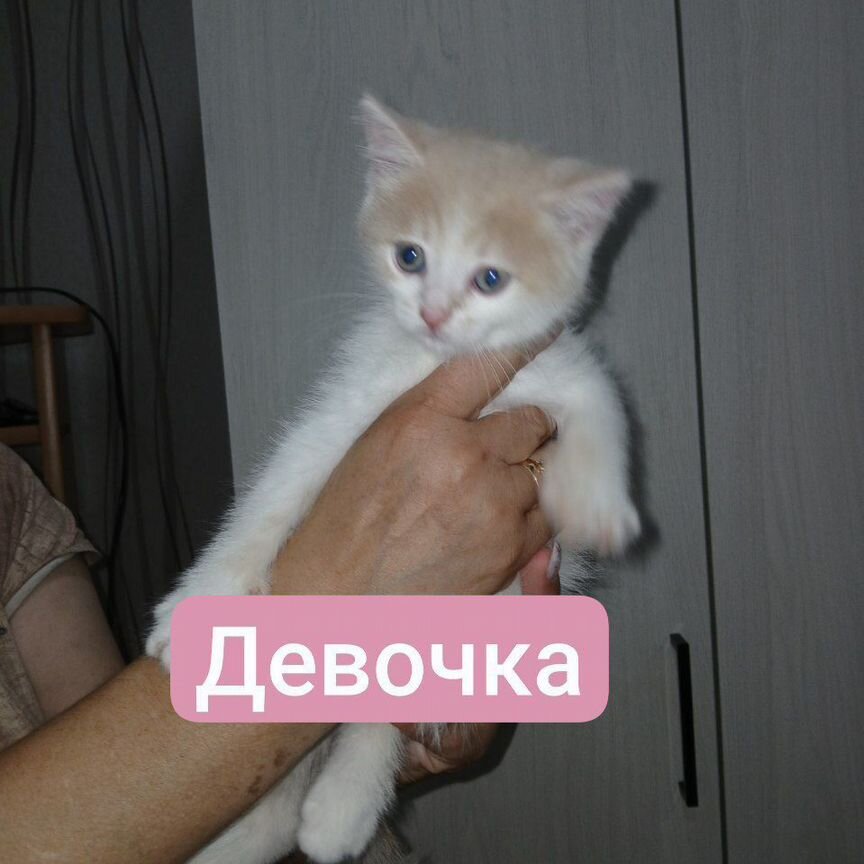 Котята
