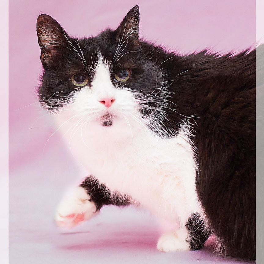 Взрослая, кошка в добрые руки