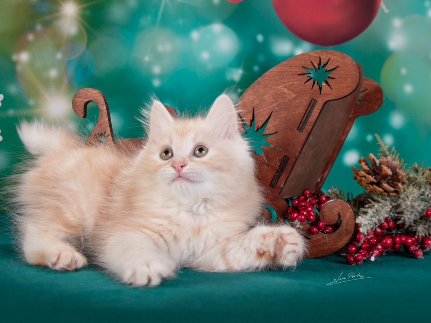 Великолепный котенок с родословной