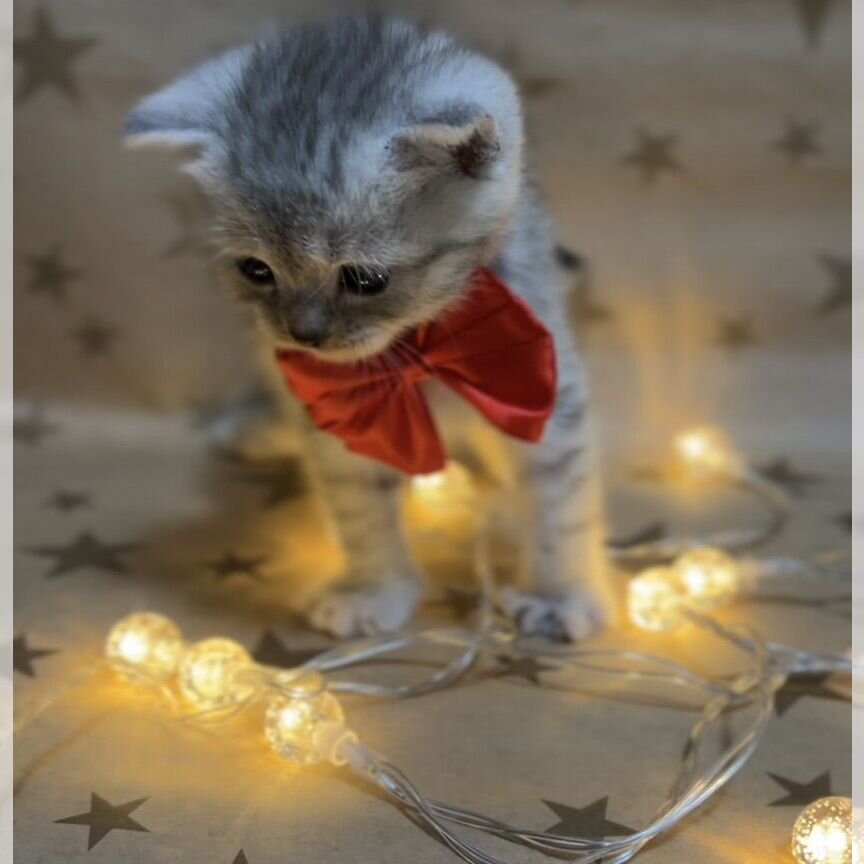 Британский длинношёрстный котёнок