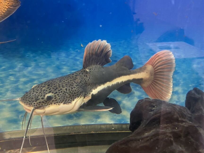 Краснохвостых сом