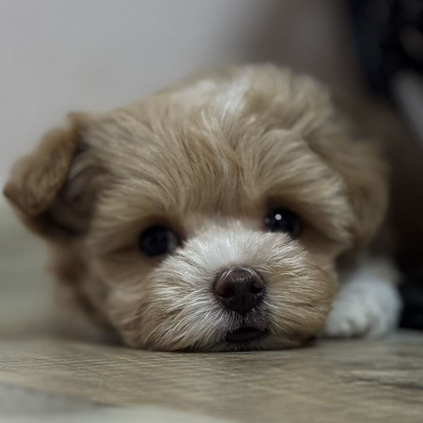 Мальтипу, щенок