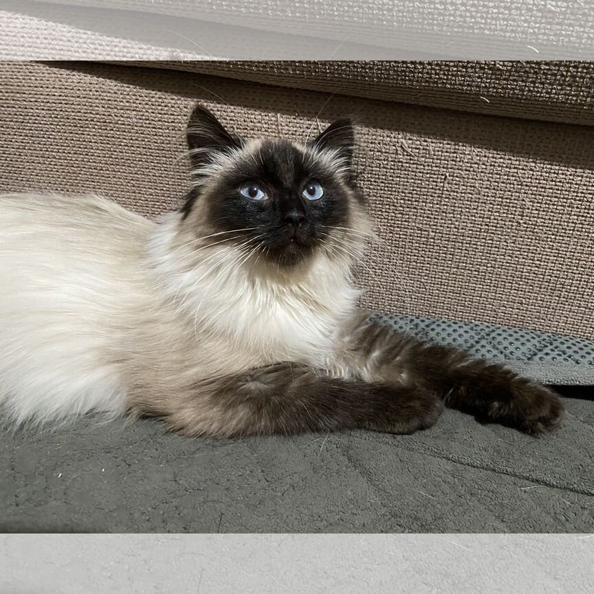 Сиамский котёнок