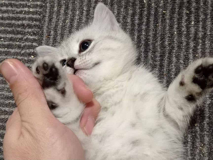 Британские котята