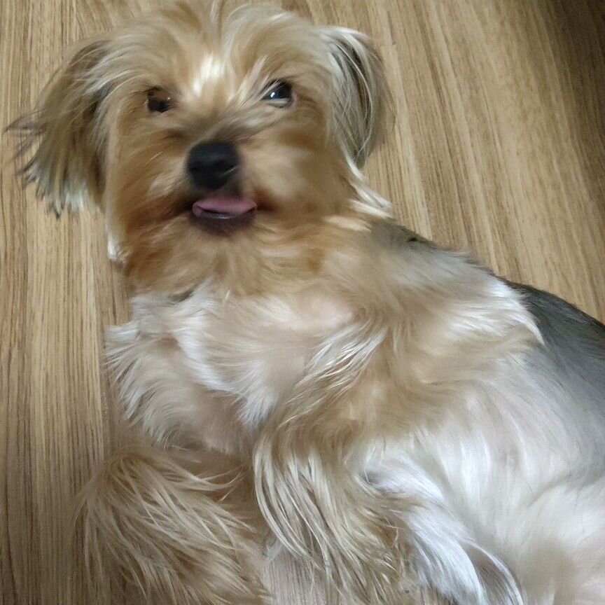 Йоркширский терьер, щенок