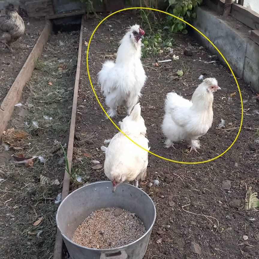 Курица и петух шелковые