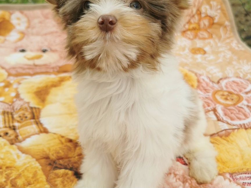 Лучик Солнышка