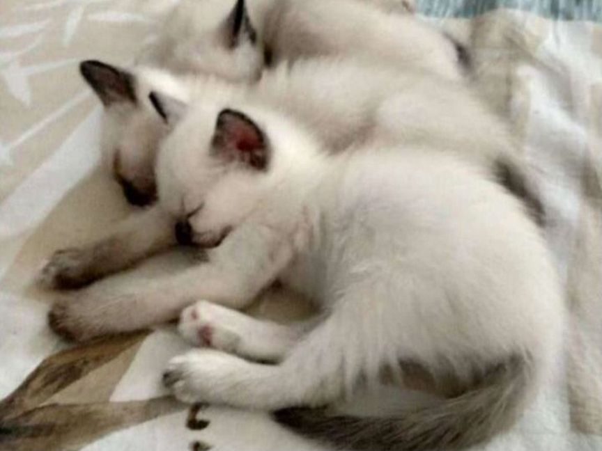 Сиамские котята