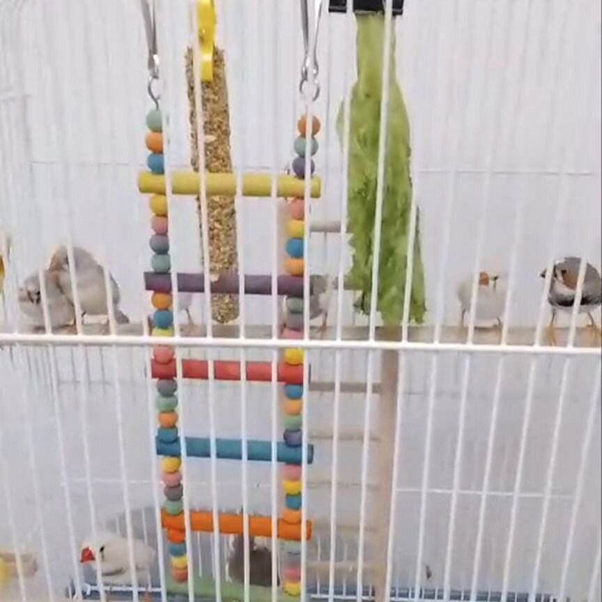 Зебровые амадины