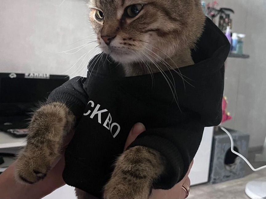 Отдам кота в добрые руки