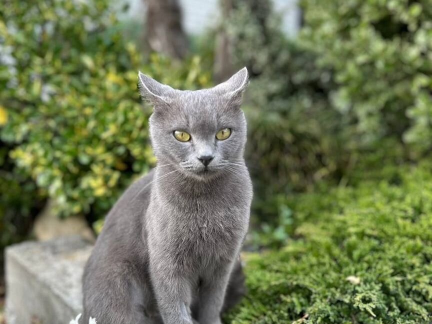 Кошка в добрые руки