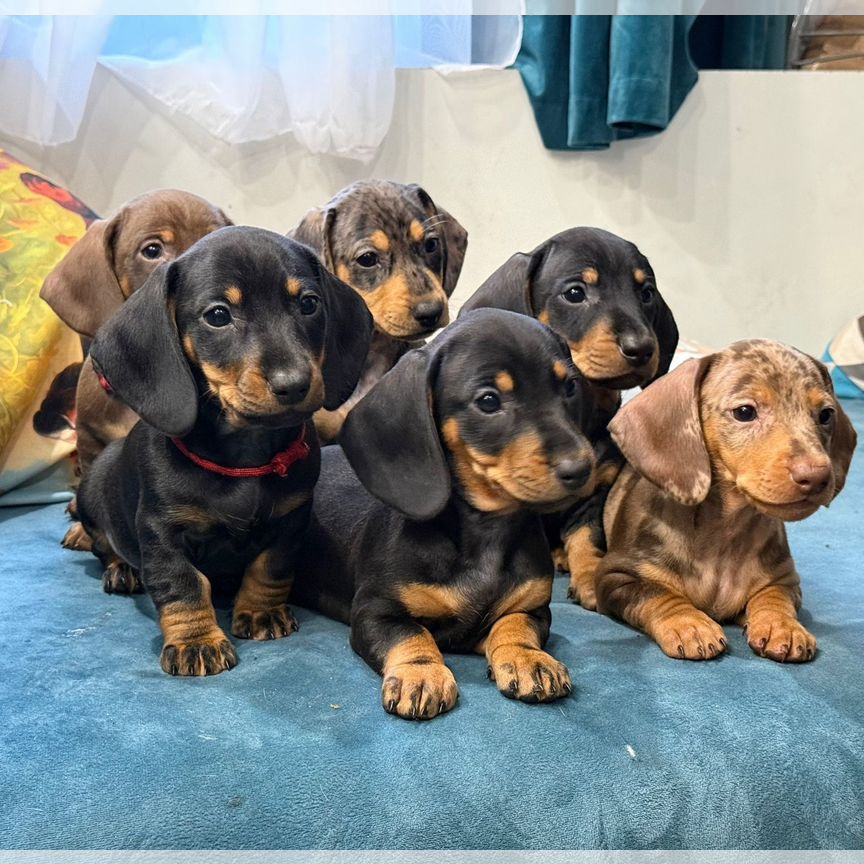 Такса, щенок