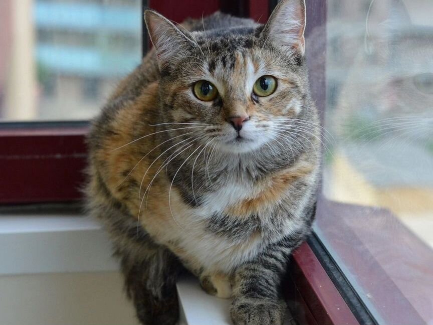 Кошка из приюта,спасенная ласковая кошечка