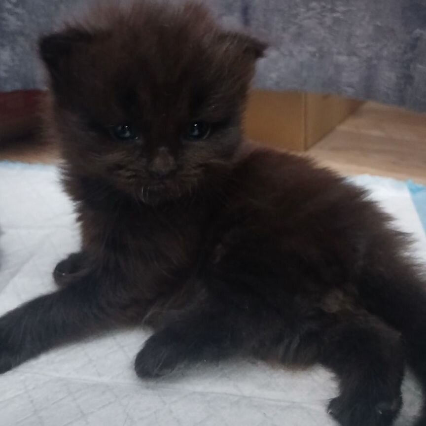 Шотландский вислоухий короткошёрстный котёнок