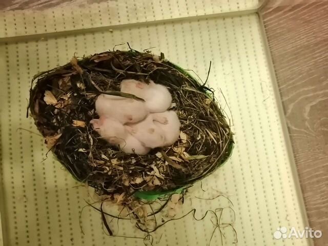 Белые сирийские хомяки