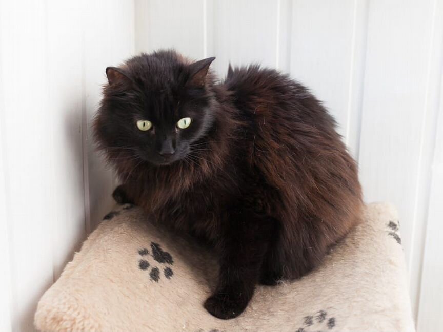 Чернушику нужен дом